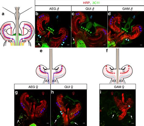Sexual Dimorphisms In The Auditory Efferent Innervation Of All Three Download Scientific