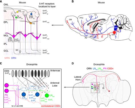 The Organization Of The Olfactory And Serotonergic Systems In Mice And