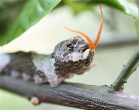 Giant Swallowtail Caterpillar Osmetria Red Forked Tongue Jackie Delia