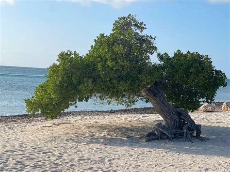 Fofoti Tree Aruba