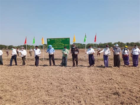 မြေဆီလွှာအာဟာရအတွက် သစ်စိမ်းမြေဩဇာပိုက်ဆံလျှော်မျိုးစေ့ ထည့်သွင်းက