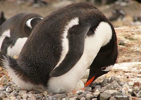 Do Penguins Have Feathers Or Fur Or Is It Something Else