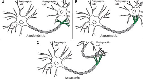Solved When The Direction Of The Nerve Impulse Is Reversed The Con