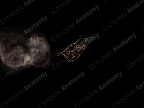 Nerves Of Forearm Left Complete Anatomy