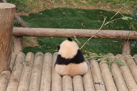 푸바오 동생 후이바오의 충격적인 근황 포텐 터짐 최신순 에펨코리아