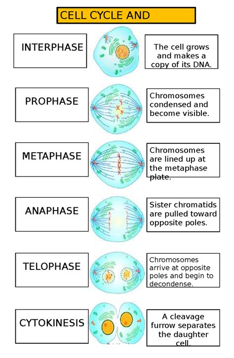 Activity 4 Cell Cycle And Mitosis Interphase Prophase Metaphase