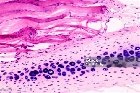 현미경의 밑에 인간의 교육 해부학 및 조직학 견본 과학 현미경 사진에 대한 스톡 사진 및 기타 이미지 과학 현미경 사진 상피 가지돌기 Istock