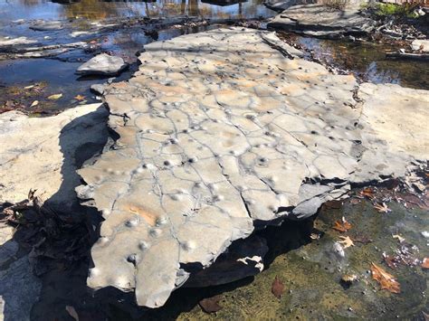 Pyrite And Phosphate Nodules In Devonian Black Shale Pulaski County Ky Rgeology