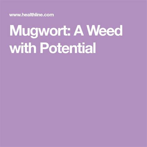 What Are The Possible Health Benefits Of Mugwort Mugwort Herbalism