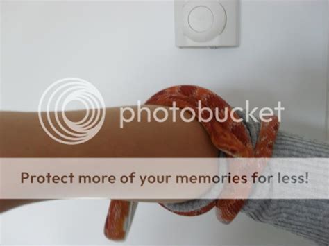 Cornsnake Morph Question Reptile Forums