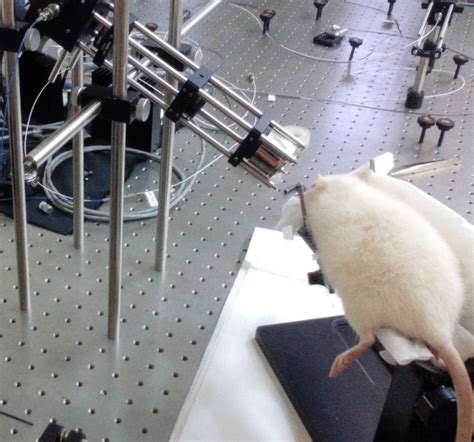 15 Apparatus Used To Properly Position The Rat To Perform The Oct