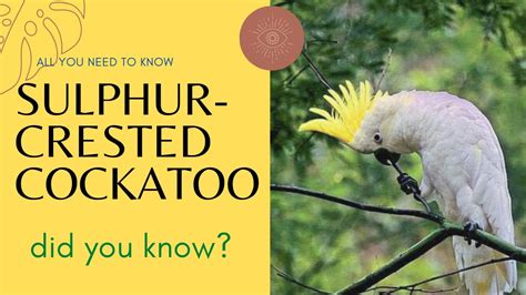 Yellow Crested Cockatoo Facts Sulphur Crested Cockatoo