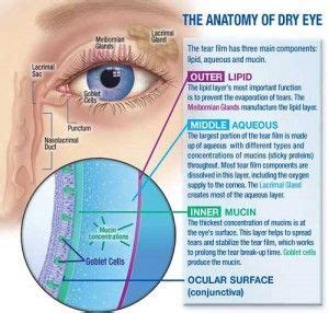 Tear Film Anatomy Dry Eye Treatment Dry Eyes What Causes Dry Eyes