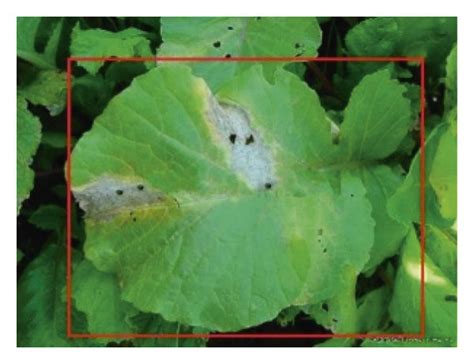 Leaf Retrieval Results In Complex Environment A Black Rot Disease Download Scientific