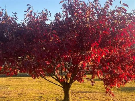 When To Tap Maple Trees For Syrup Tips And Best Times