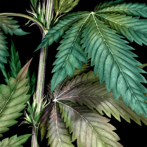 Botanical Packaging Pattern Illustration Behance