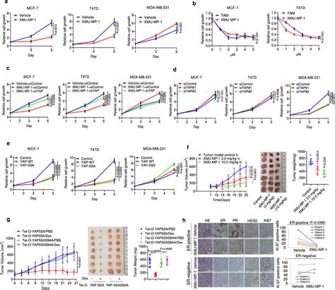 Yap Inhibits Erα Positive Breast Cancer Cell Growth A Xmu Mp 1 Inhibits