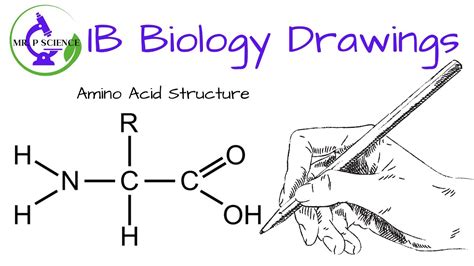 Draw An Amino Acid