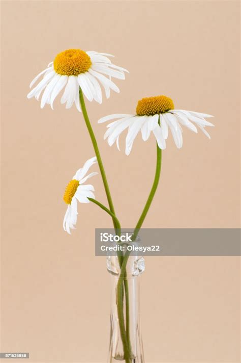 밝은 베이지색 파스텔 배경에 유리 투명 꽃병 클로즈업에서 3 카모마일 꽃 3가지 개체에 대한 스톡 사진 및 기타 이미지 3가지 개체 꽃 식물 꽃병 Istock