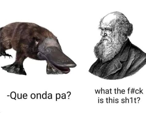 Platypus Album On Imgur