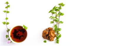 자작나무 차가 버섯 과 분쇄 된 차가 곰팡이 조각 한 잔은 흰색 배경에 고립 된 차를 양조합니다 배너 텍스트 공간 0명에 대한 스톡 사진 및 기타 이미지 Istock