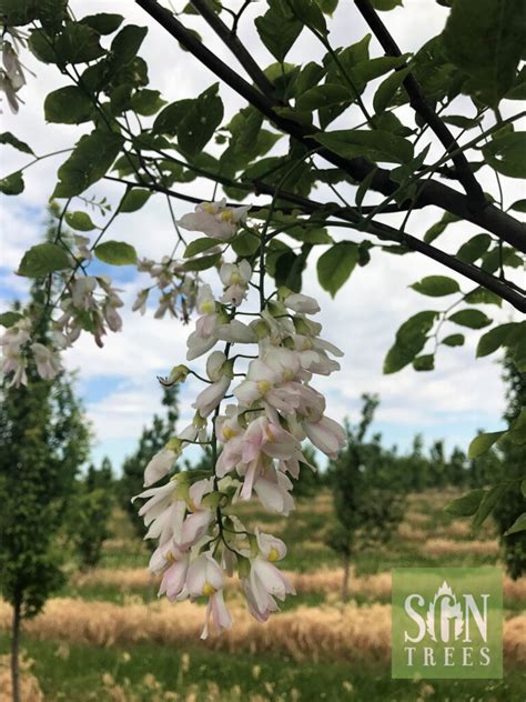 Cladrastis Kentukea Spring Grove Nursery