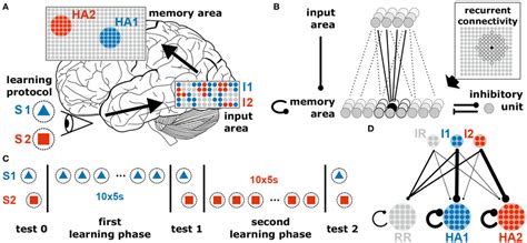 The Neural System To Investigate The Coordination Of Synaptic And Download Scientific Diagram