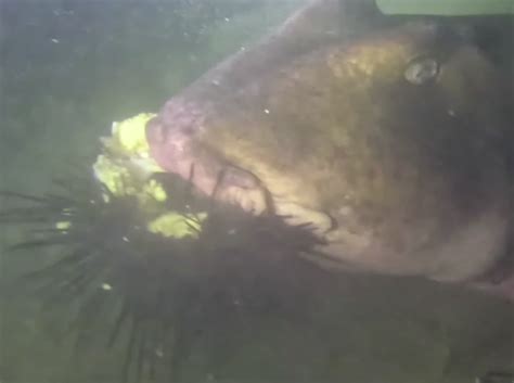 기후위기로 서식지 확장한 성게통째로 씹어먹는 상어 영상