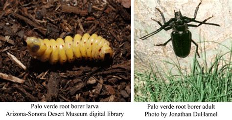 Palo Verde Root Borers Are Emerging Arizona Daily Independent