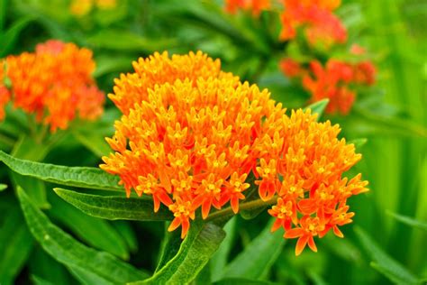 15 Orange Flowers That Add Vibrant Color To Your Garden