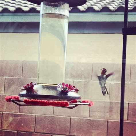 How To Attract Hummingbirds To Your Yard Dengarden