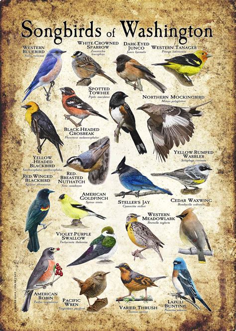 Songbirds Of Washington Poster Print