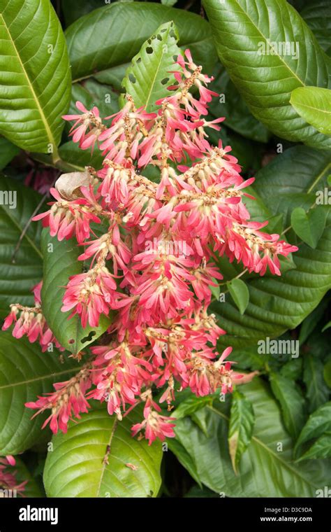 Red Flowers And Green Trees Hi Res Stock Photography And Images Alamy