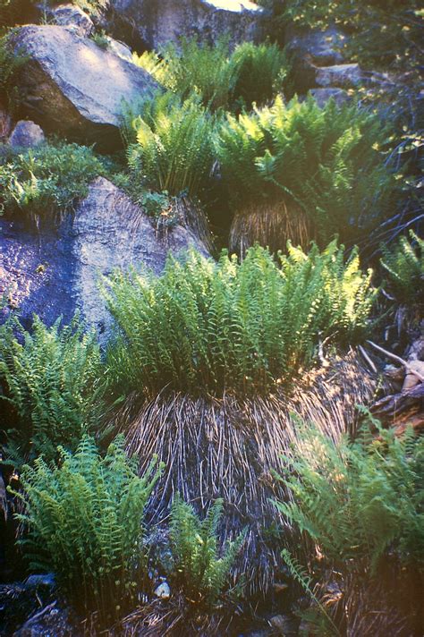 Botany Professor The Truth About Sex In Plants