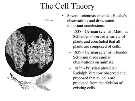 Cellular Structure And Function Pptx