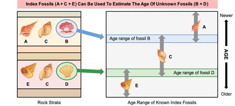 What Are The Characteristics Of An Index Fossil Hotsell