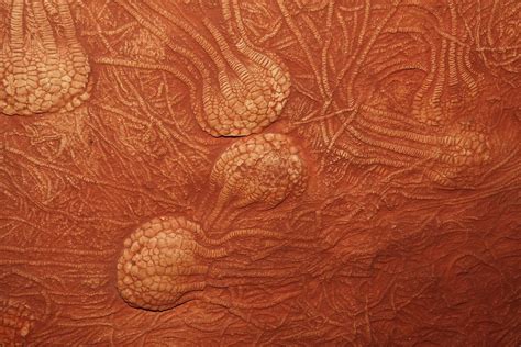 185 Best Crinoid Images On Pholder Fossilid Interestingasfuck And Fossil Porn