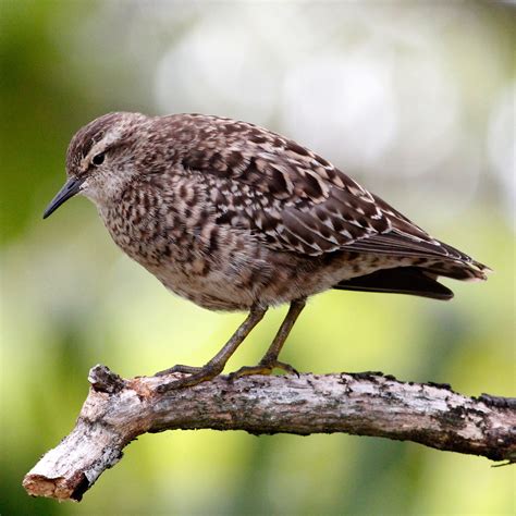 Sandpiper Bird Logo