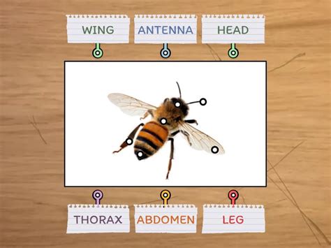 PARTS OF AN INSECT Labelled Diagram