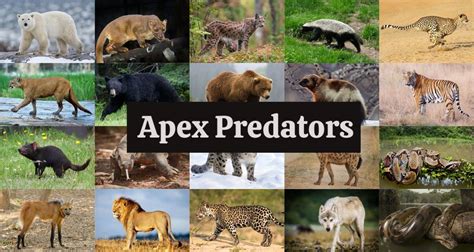 The Apex Predators Masters Of The Food Chain And Why They Matter The