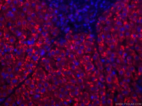 Ho 1 Hmox1 Antibody Cl594 66743 Proteintech