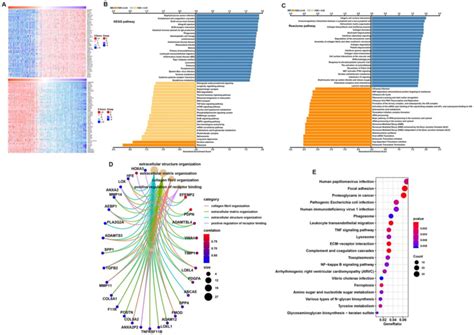 function and pathway enrichment analysis for tp73 as1 a heatmaps