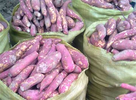 ကျိုက်လတ်မြို့နယ်၌ ကန်စွန်းဥများ အရောင်းအဝယ်ကောင်းမွန်သဖြင့် တောင်သူများသီးနှံဝင်ငွေရရှိနေ