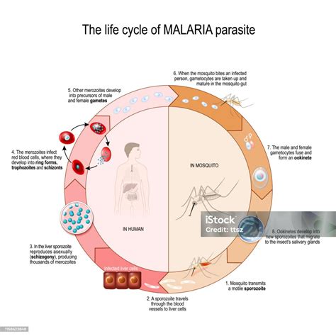The Life Cycle Of Malaria Parasite Stock Illustration Download Image