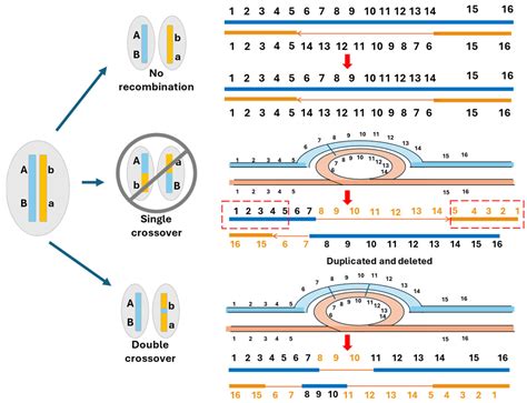 The Causeeffect Model Of Master Sex Determination Gene Acquisition And