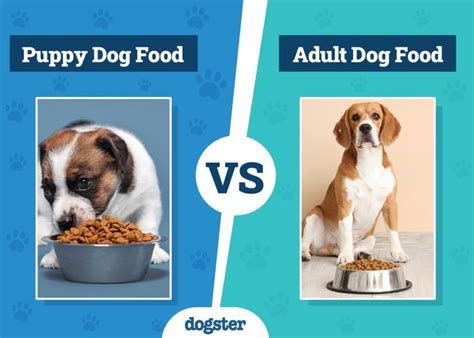 Why Is My Dog Not Eating 9 Vet Verified Reasons And What To Do Dogster