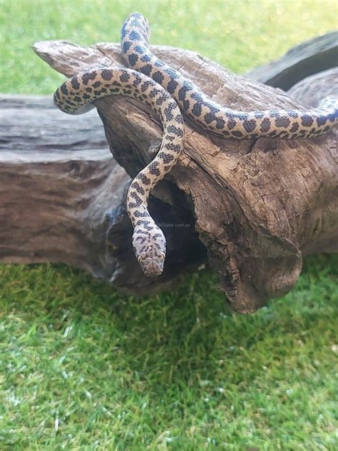 Stimson Python Au Reptile Classifieds