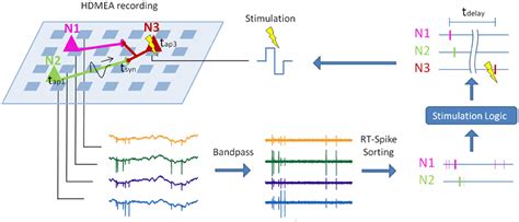 Frontiers High Density Microelectrode Array Recordings And Real Time Spike Sorting For Closed