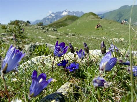 Альпийские луга