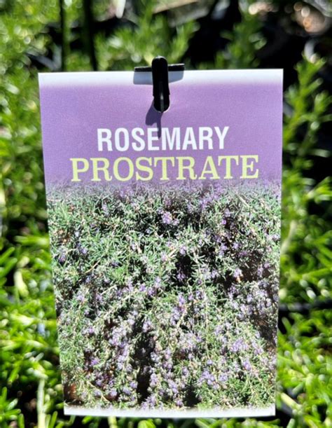 Rosmarinus Officinalis ‘prostrate Rosemary Shepparton Plant Farm